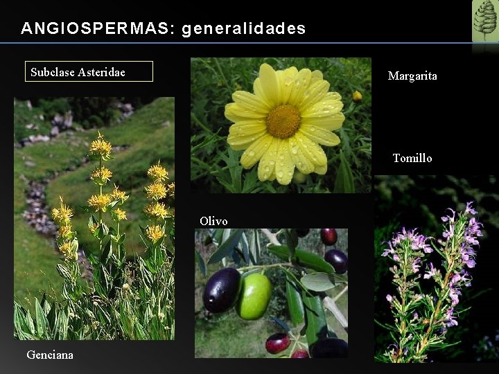 Botnica ANGIOSPERMAS generalidades Las angiospermas son el mayor