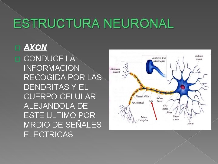 SISTEMA NERVIOSO Y SU METABOLISMO SISTEMA NERVIOSO EL