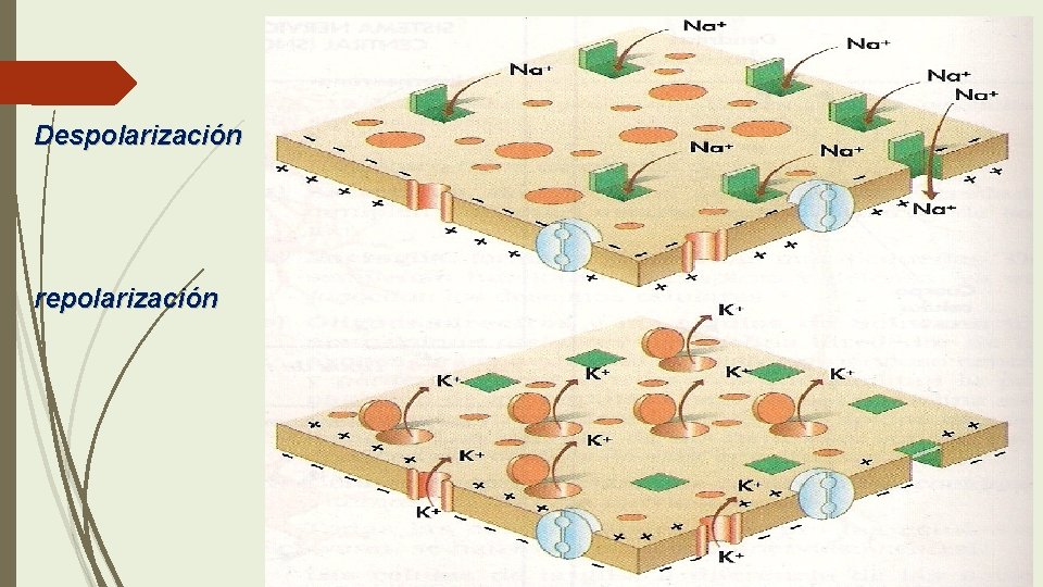 Potencial de Accin Objetivos Explicar el origen y