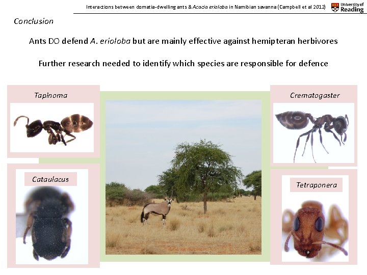 Interactions between domatiadwelling ants Acacia erioloba in Namibian