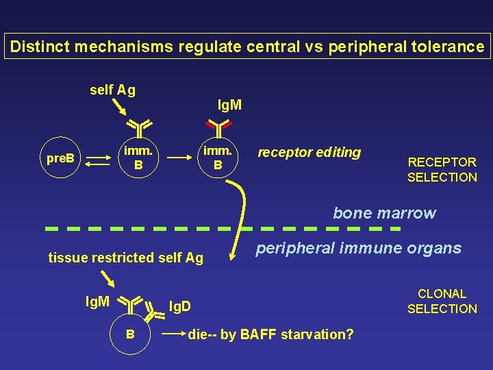 Distinct mechanisms regulate central vs peripheral tolerance self