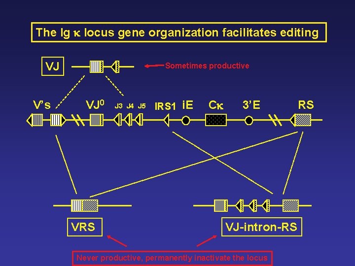 Distinct mechanisms regulate central vs peripheral tolerance self