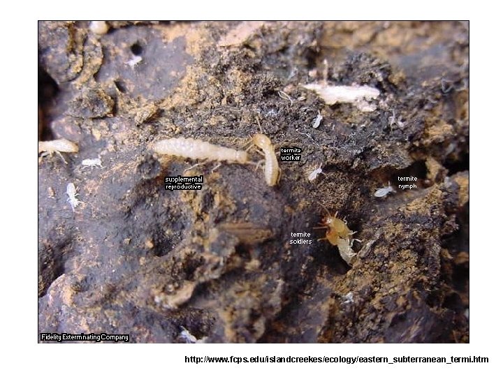 TERMITES Reticulitermes flavipes eastern subterranean termite http www