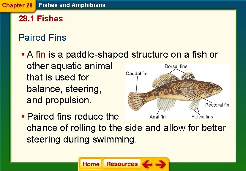 Chapter 28 Fishes and Amphibians Section 1 Fishes