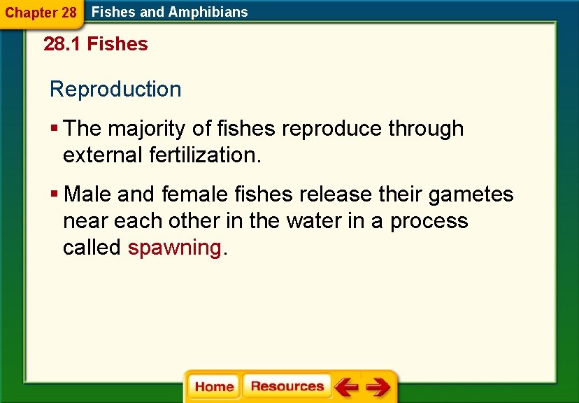 Chapter 28 Fishes and Amphibians Section 1 Fishes