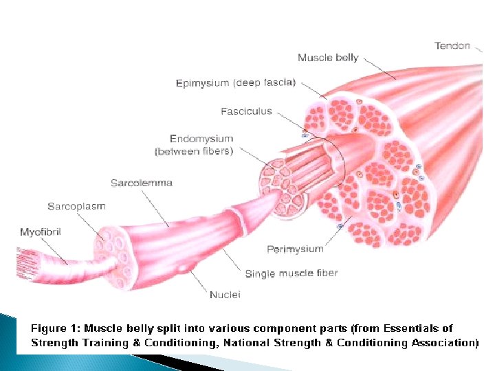 Approach to the patient with Myopathy Medicine II