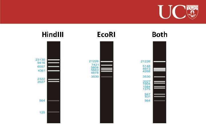 Gel Electrophoresis School of Biological Sciences College of