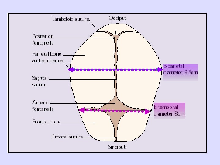 Obstetric Anatomy Professor of Obstetrics Gynecology Ain Shams