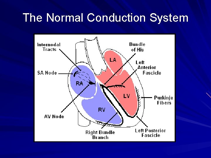 EKG Basics OVERVIEW OF EKG AND TELEMETRY Outline