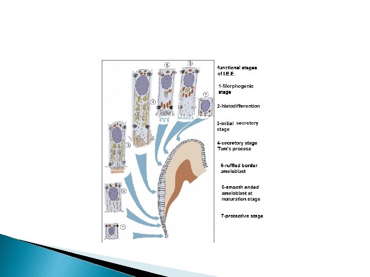 amelogenesis Life cycle of the ameloblasts According to