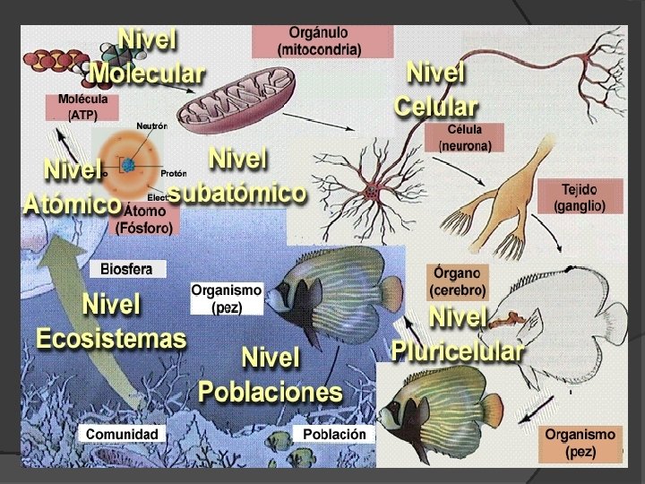 BIOLOGA Claudio Astudillo R Kinesilogo Diplomado en TMO