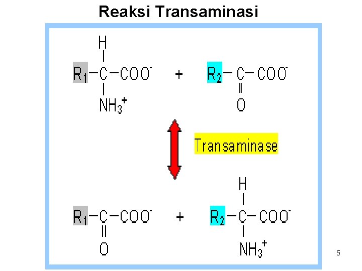 METABOLISME PROTEIN Pendahuluan Metabolisme asam amino bersifat lebih