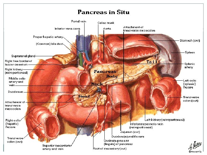 Biliary Tract Intra hepatic ducts Exta hepatic ducts