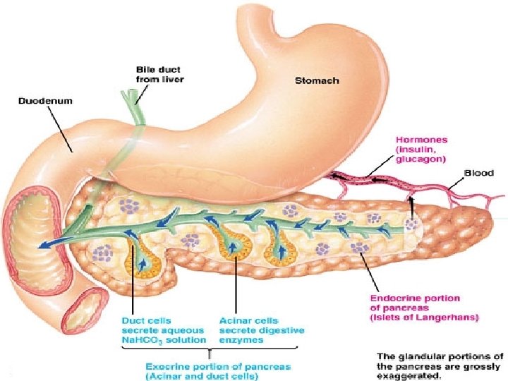 Biliary Tract Intra hepatic ducts Exta hepatic ducts