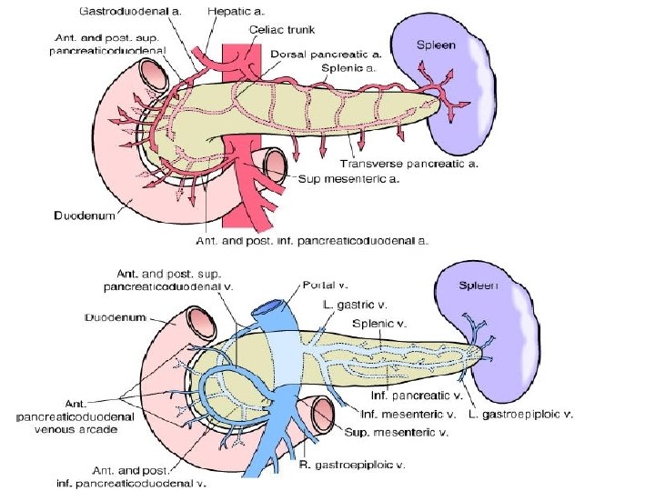 Biliary Tract Intra hepatic ducts Exta hepatic ducts