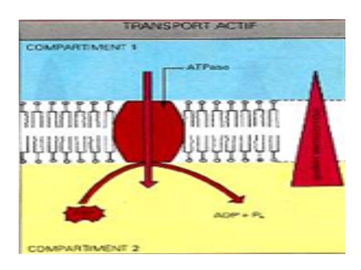 RESUMES DECHANGES CELLULAIRES I LES TYPES DECHANGES CELLULAIRES