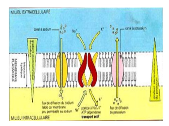 RESUMES DECHANGES CELLULAIRES I LES TYPES DECHANGES CELLULAIRES