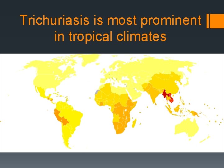 Trichuriasis aka Whipworm Infection Brian Ta Life Cycle