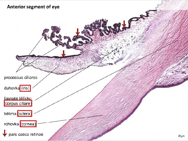 SENSORY ORGANS Organ of vision Organ of balance