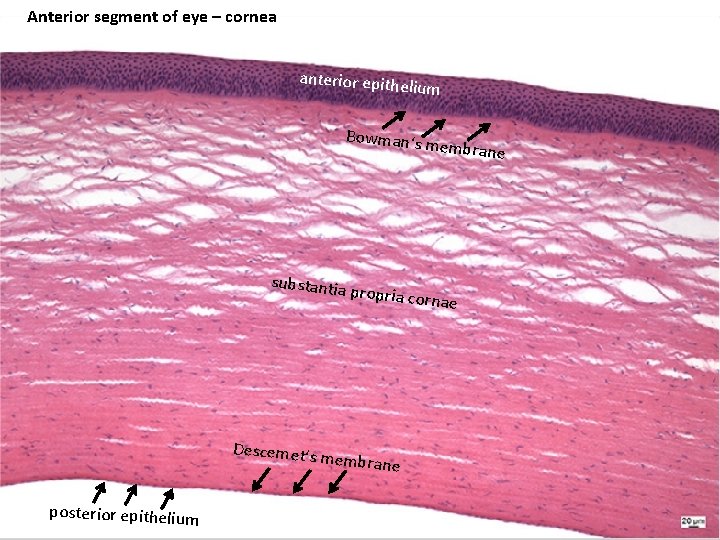 SENSORY ORGANS Organ of vision Organ of balance