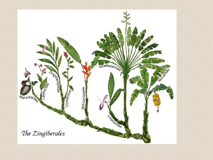 COMMELINIIDAE COMMELINALES Commelinaceae Entomgam as F cpsula CYPERALES