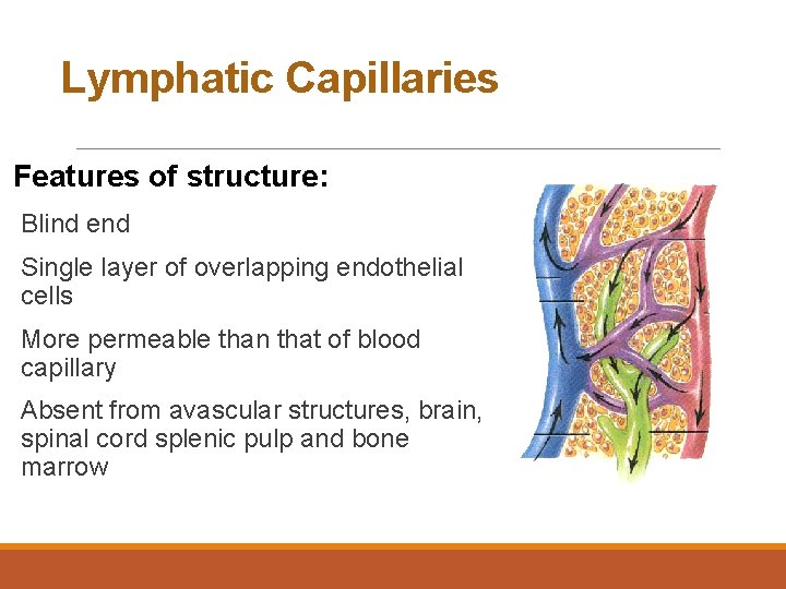 Lymphatic system DR AMIT GUPTA ASSOCIATE PROFESSOR DEPT