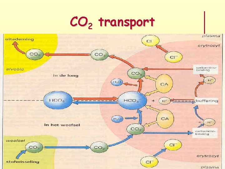 Het zuurbase evenwicht I Inleiding CO 2 transport