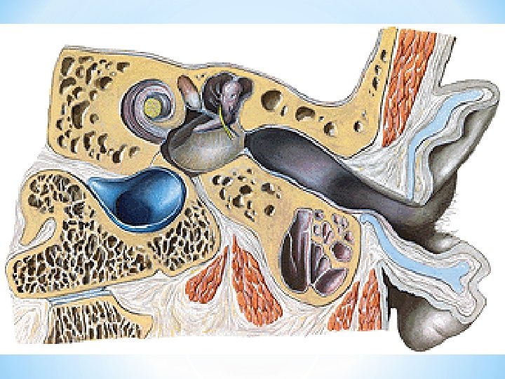 ORGANUM VESTIBULOCOCHLEARE ORGANUM VESTIBULOCOCHLEARE Auris externa ...