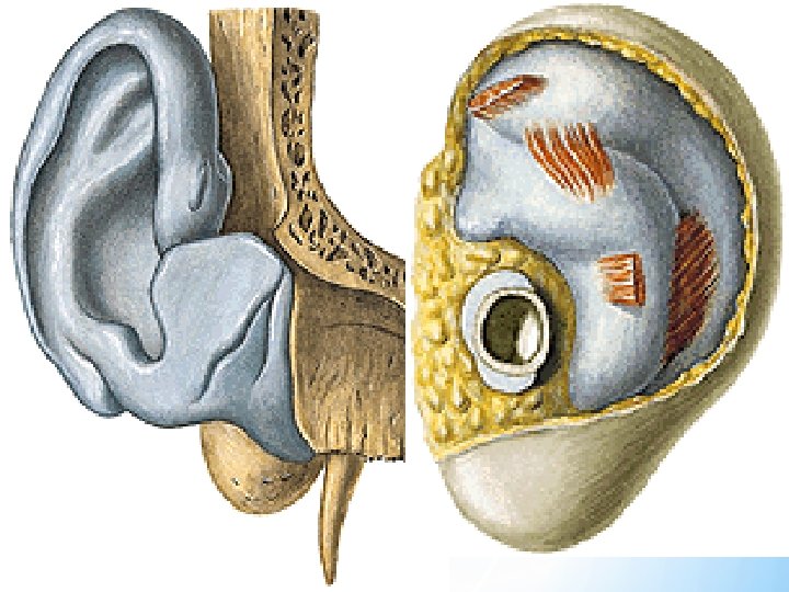 ORGANUM VESTIBULOCOCHLEARE ORGANUM VESTIBULOCOCHLEARE Auris externa ...