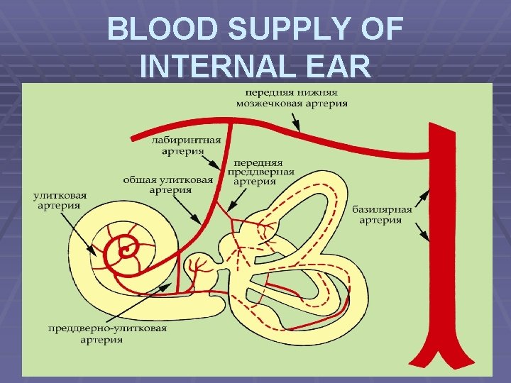 Introduction History of otorhinolaryngology Current achievements and ...