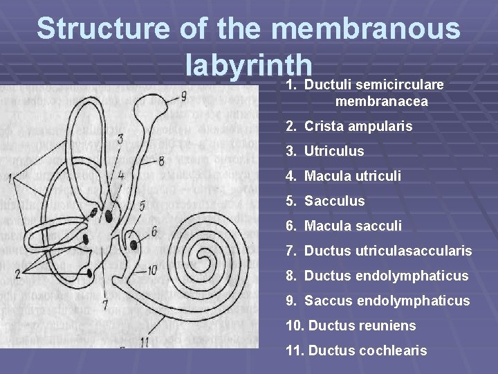 Introduction History of otorhinolaryngology Current achievements and ...