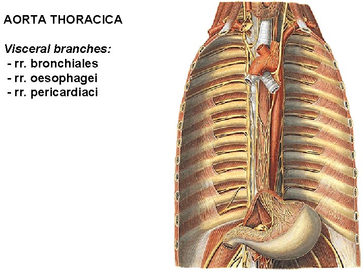 ARTERIES Arteriae Arteriolae Vasa capillaria sinusoids Collaterals ...