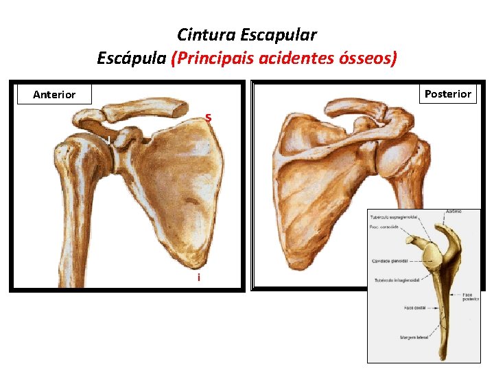 ANATOMIA TOPOGRFICA DOS MEMBROS SUPERIORES AULA 1 Ossos