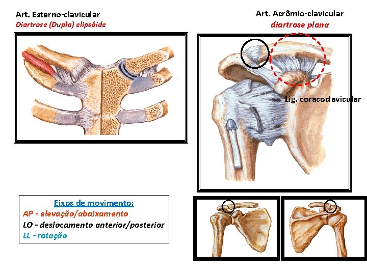 ANATOMIA TOPOGRFICA DOS MEMBROS SUPERIORES AULA 1 Ossos