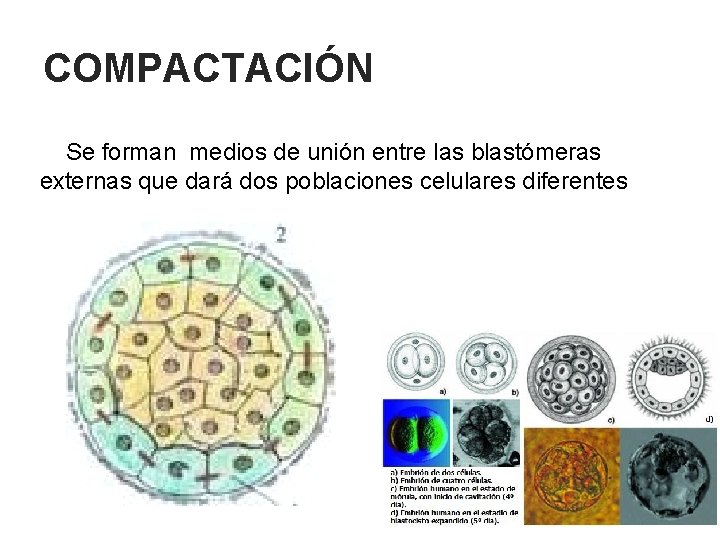 Dra Carolina Fuentes Brquez Desarrollo Embrionario Primera semana