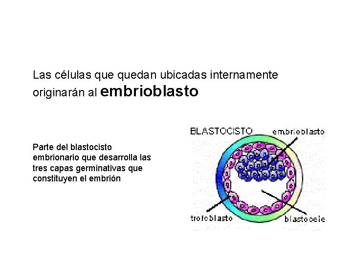 Dra Carolina Fuentes Brquez Desarrollo Embrionario Primera semana
