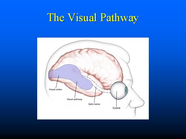 Hey Doc I Cant See Ophthalmology 101 for
