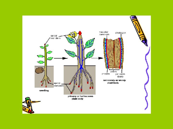 Fase PERTUMBUHAN DAN produksi tanaman Pertumbuhan adalah proses