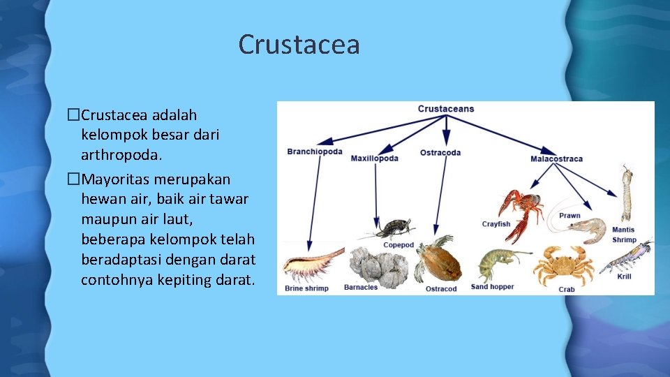 EKOFISIOLOGI EKOFISIOLOGI Ekofisiologi adalah ilmu yang mengkaji ...