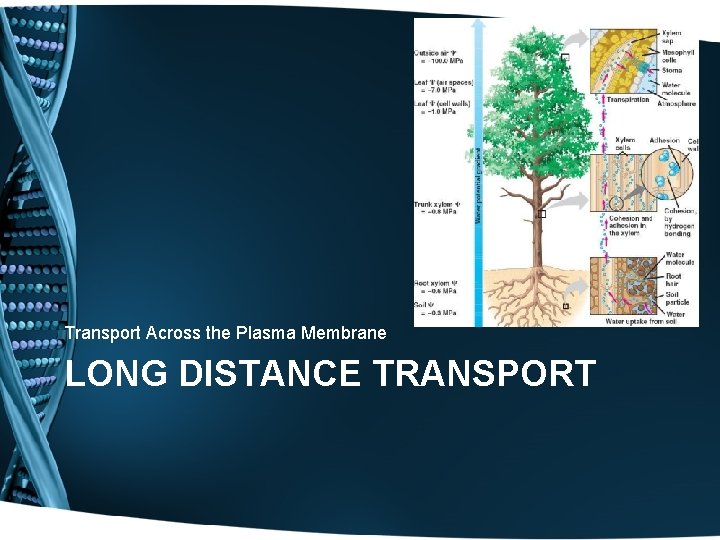 Different Mechanisms Transport Substances over Long and Short