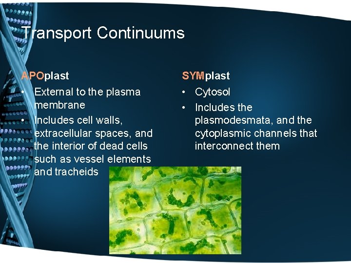 Different Mechanisms Transport Substances over Long and Short