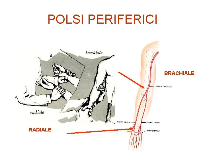 SEMEIOTICA DEI POLSI ARTERIOSI Il polso e il