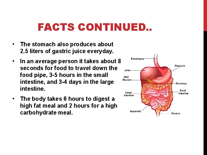 THE DIGESTIVE SYSTEM BY CHELSEY RANDLE AND BAYLEE
