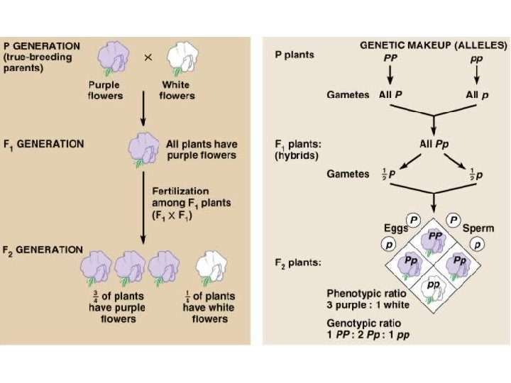 Mendeli genetika A genetika szletse Mendel ksrletei1865 jrafelfedezse1900