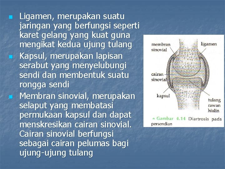 SISTEM GERAK PADA MANUSIA Macam Tulang Penyusun Rangka