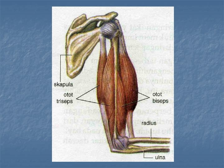 SISTEM GERAK PADA MANUSIA Macam Tulang Penyusun Rangka