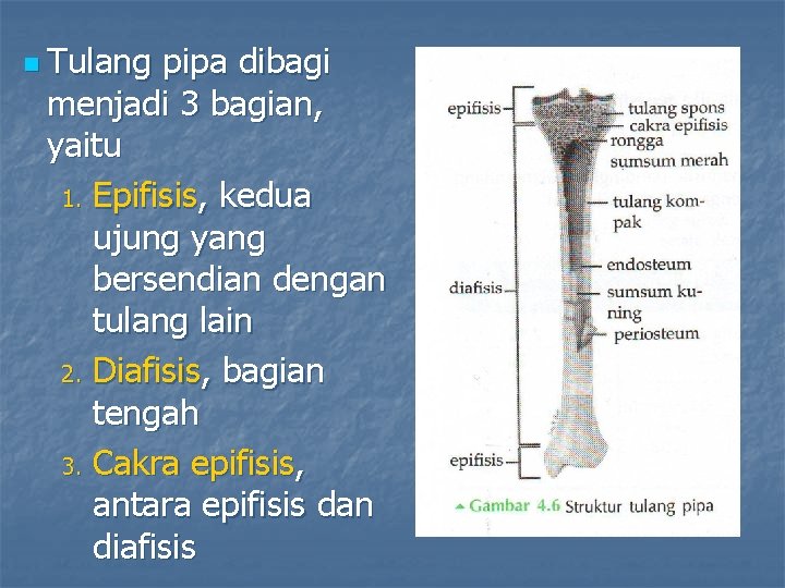 SISTEM GERAK PADA MANUSIA Macam Tulang Penyusun Rangka