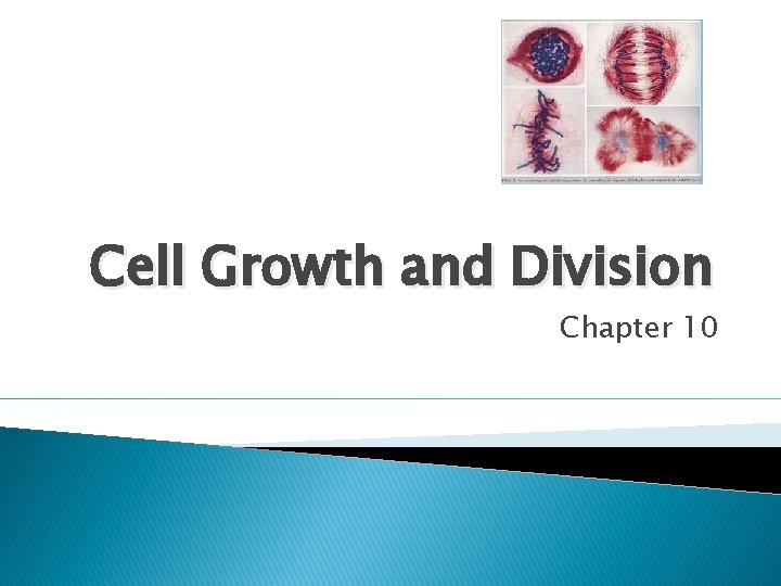 Cell Growth and Division Chapter 10 10 2