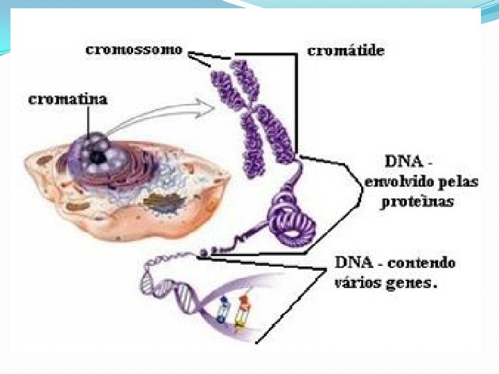 CITOGENTICA CITOGENTICA Estuda os cromossomos sua estrutura composio