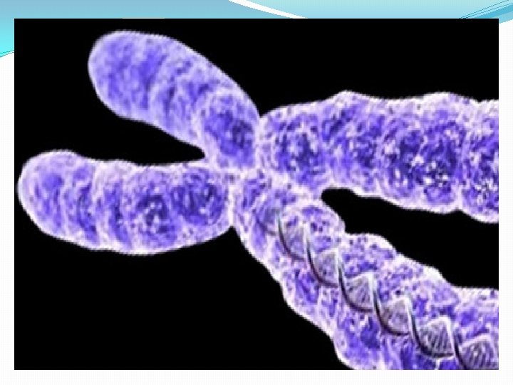 CITOGENTICA CITOGENTICA Estuda os cromossomos sua estrutura composio
